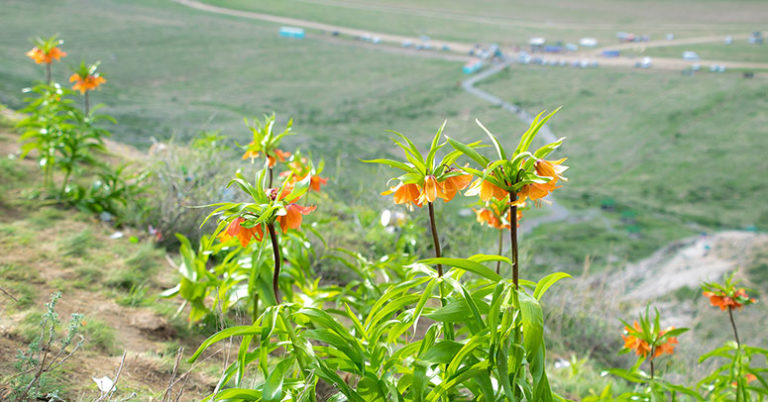 Aigul flower – endemic of Batken - Kyrgyzstan Tourism